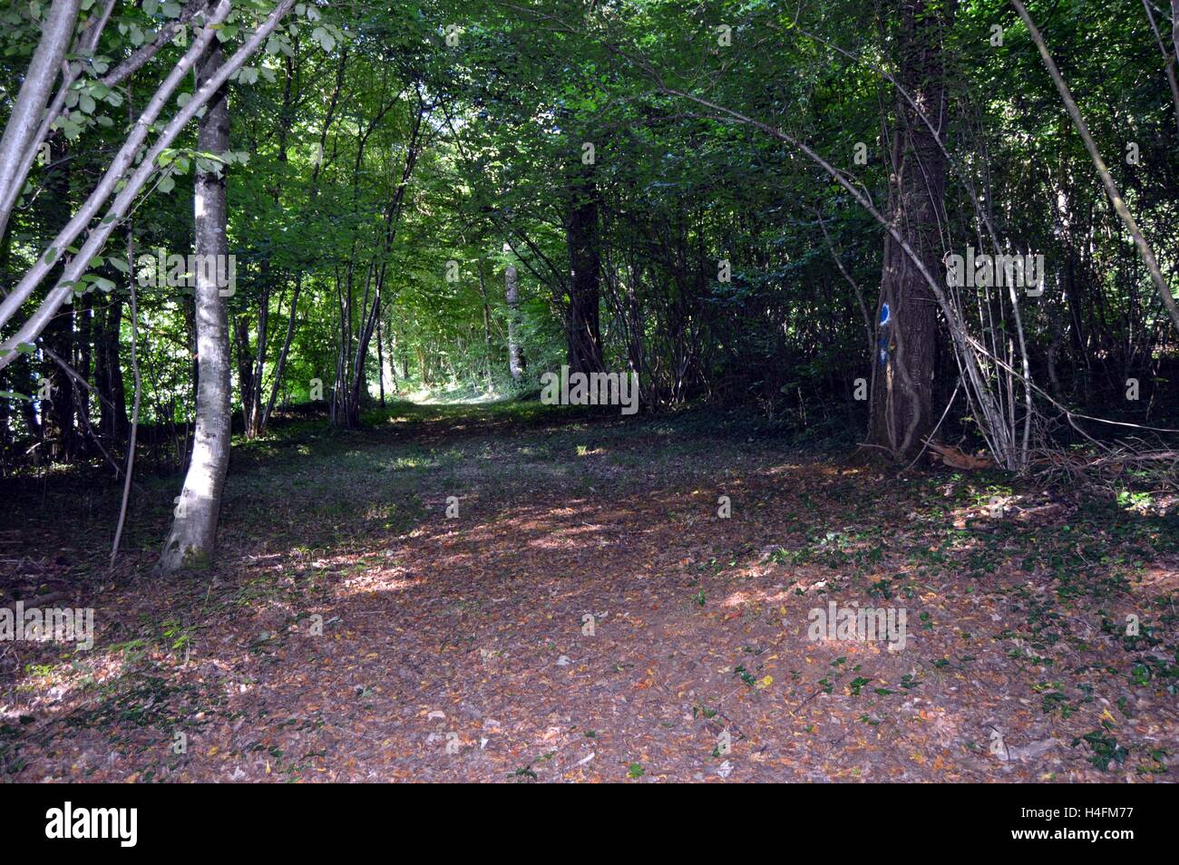 Under wood and trees with a path greens under a quite blue sky Stock ...