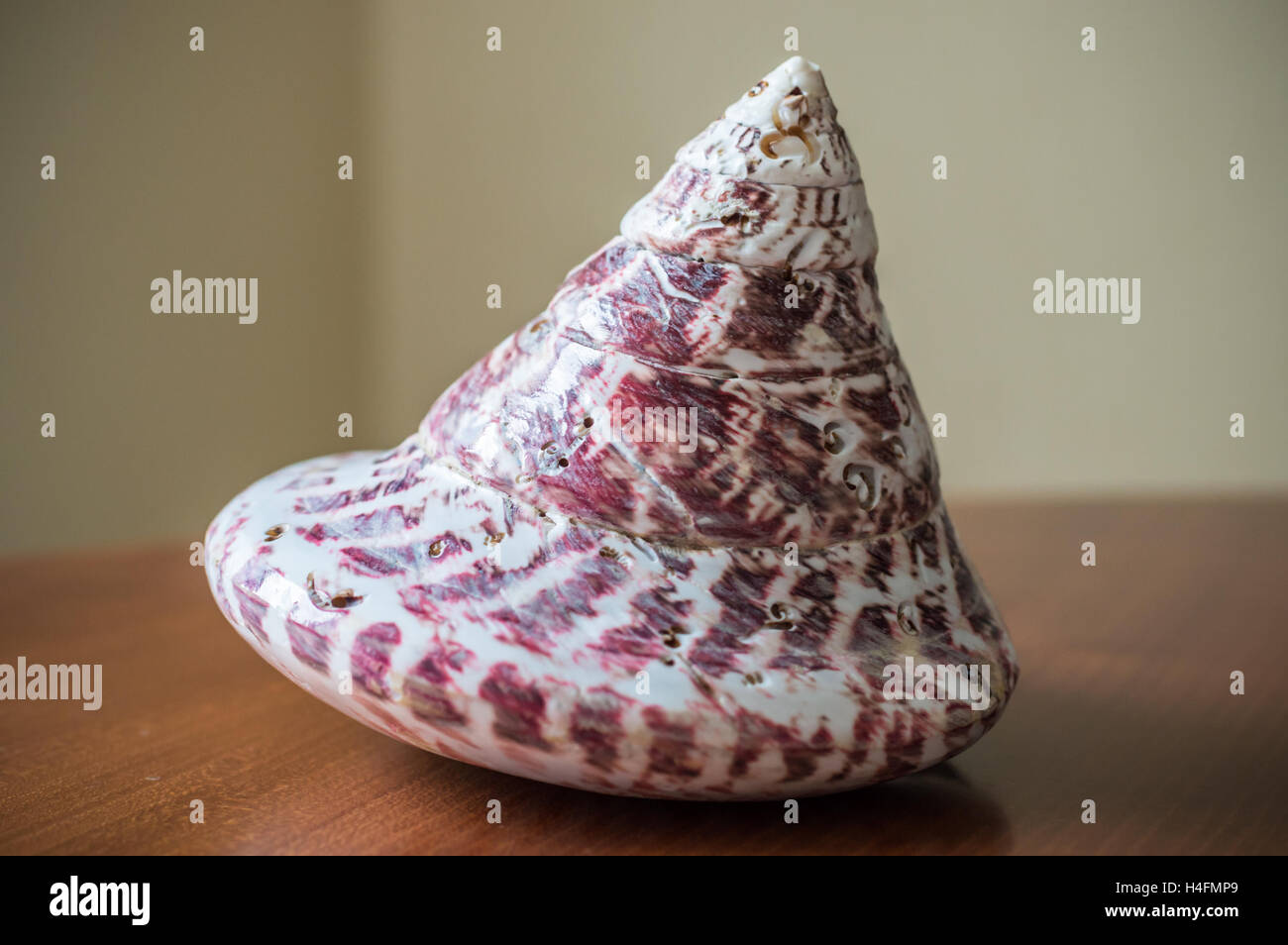 Old seashell in white violet colors Stock Photo - Alamy