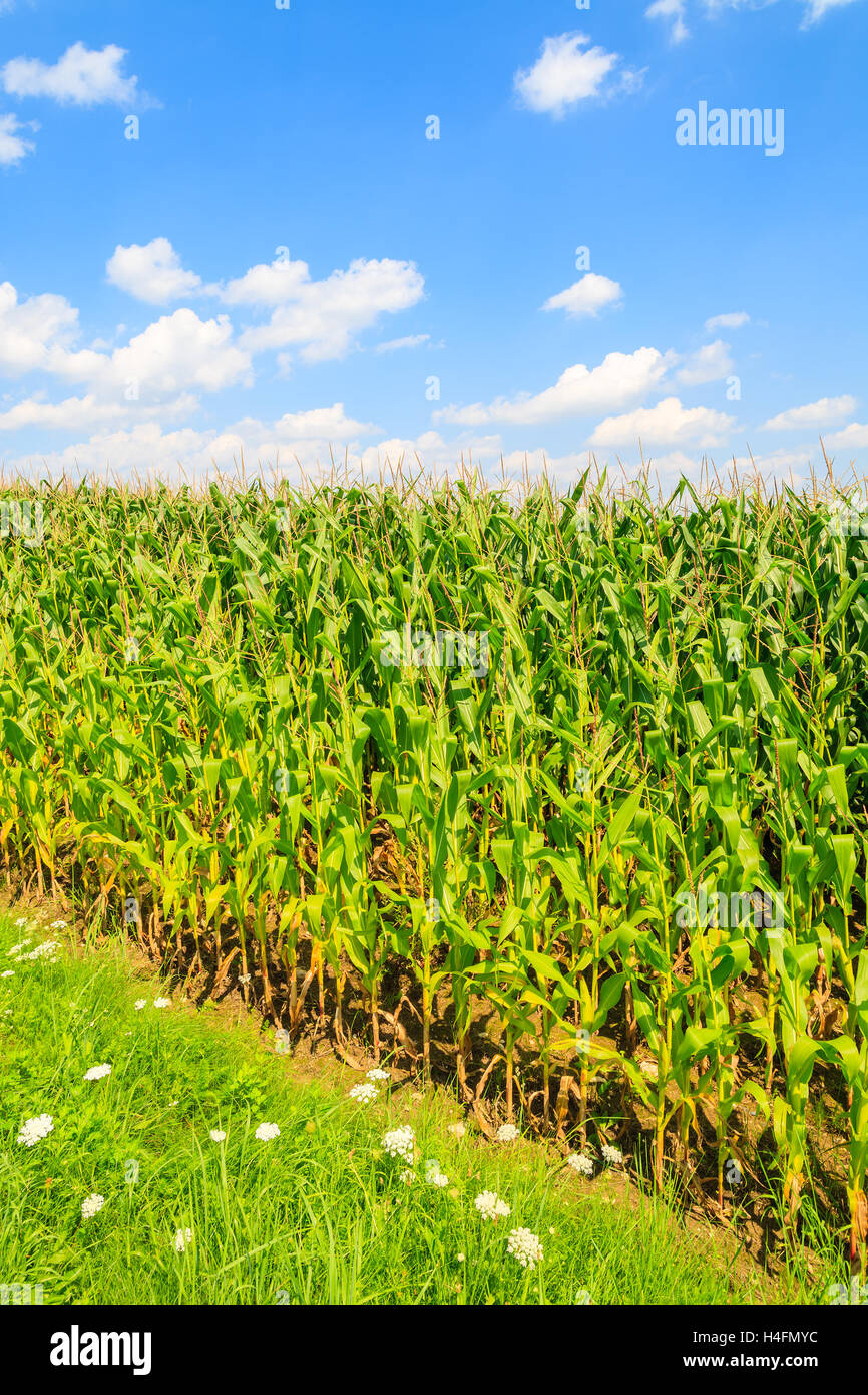 Corn in the sun hi-res stock photography and images - Alamy