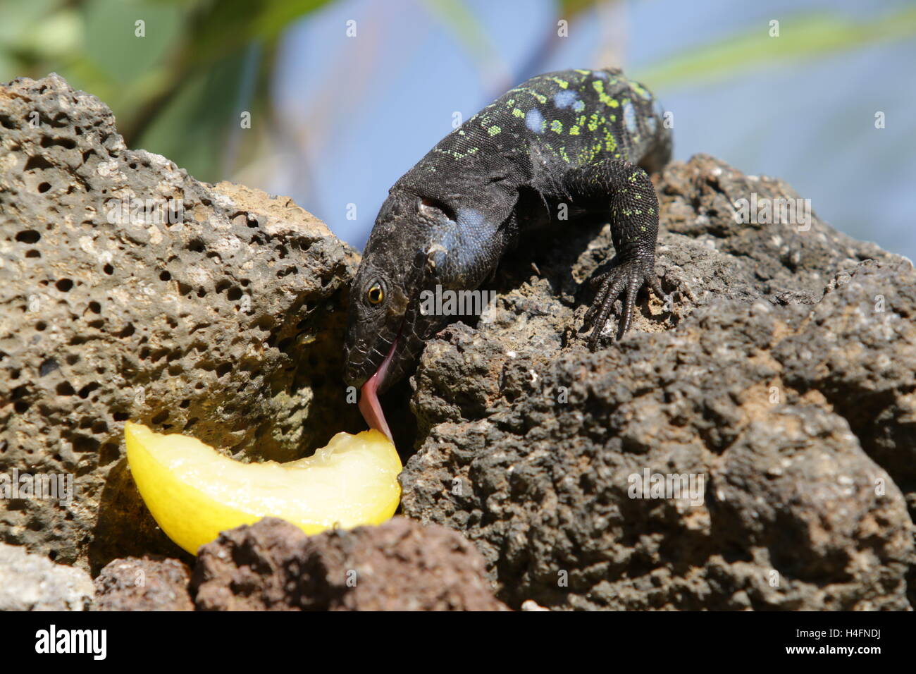 Male Tenerife Lizard High Resolution Stock Photography and Images - Alamy