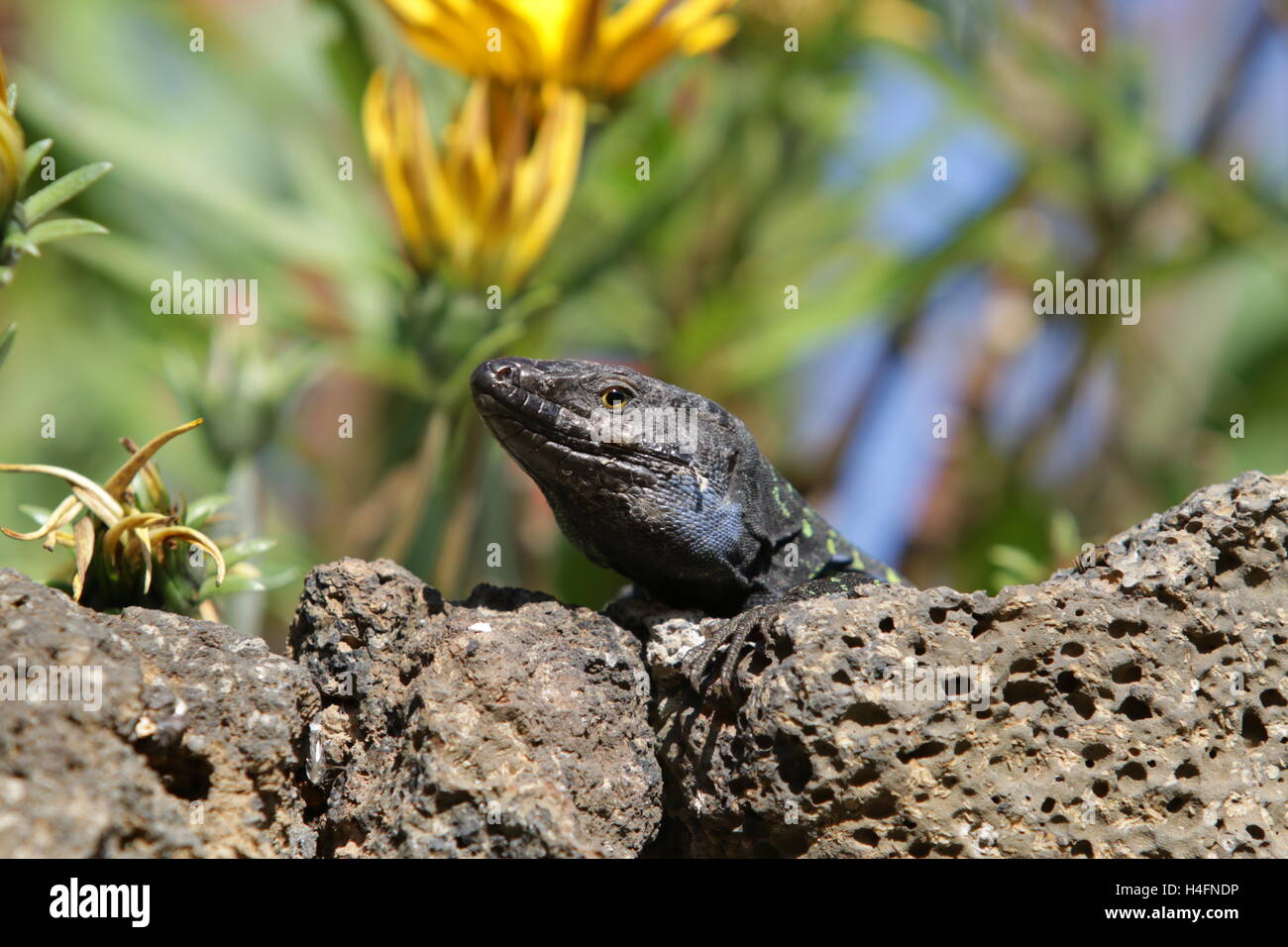 Tenerife or West Canaries Lizard Stock Photo - Alamy