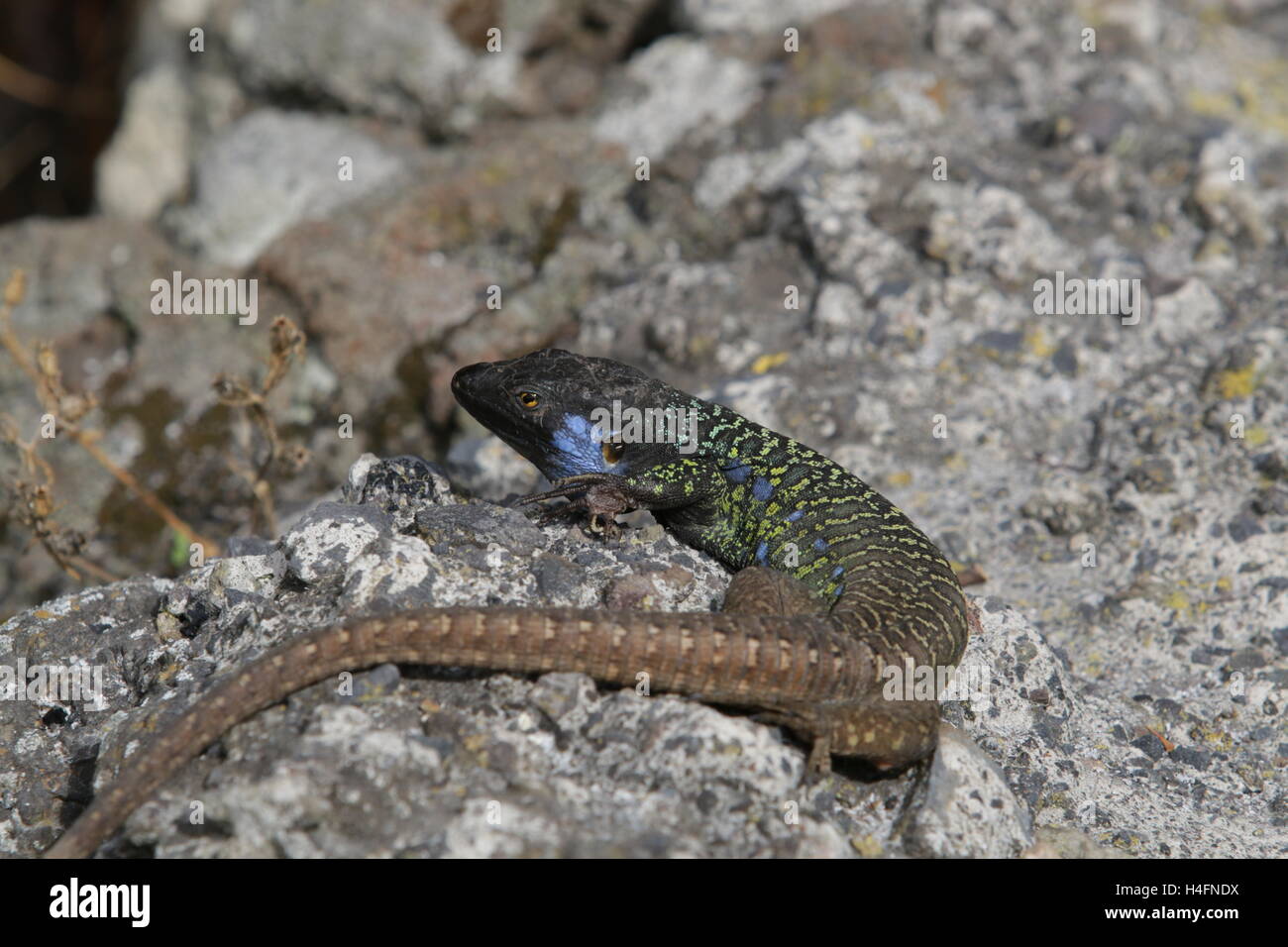 Canaries lizard hi-res stock photography and images - Alamy