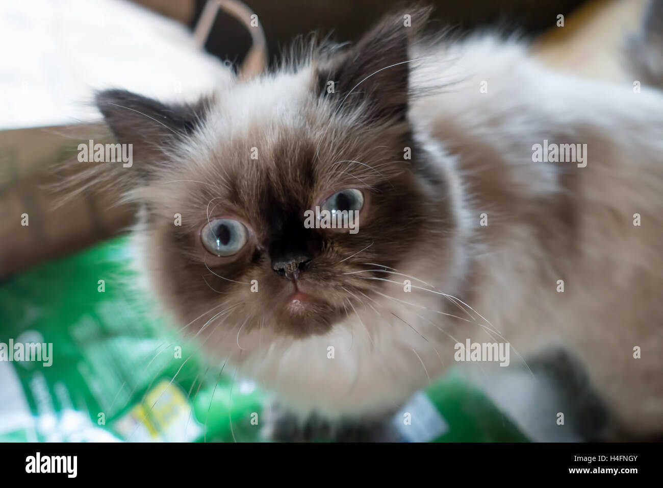 Himalayan cat breed hi-res stock photography and images - Alamy