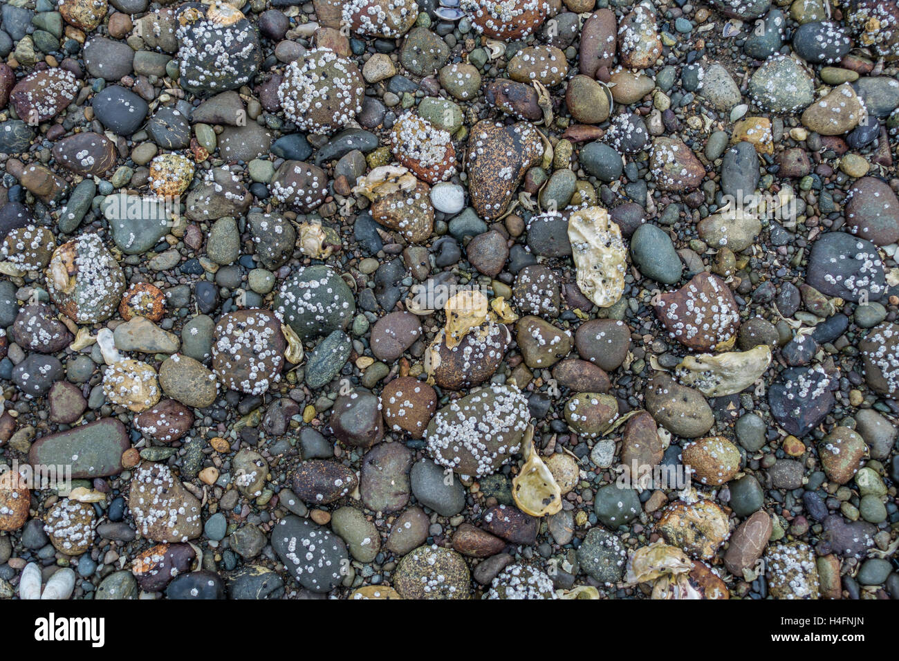 Shoreline texture hi-res stock photography and images - Alamy