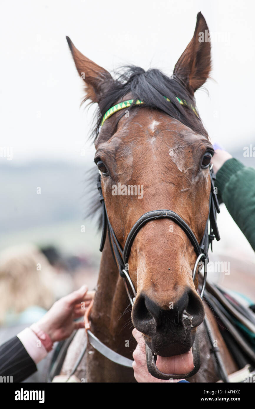 Horseracing cheltenham hi-res stock photography and images - Alamy