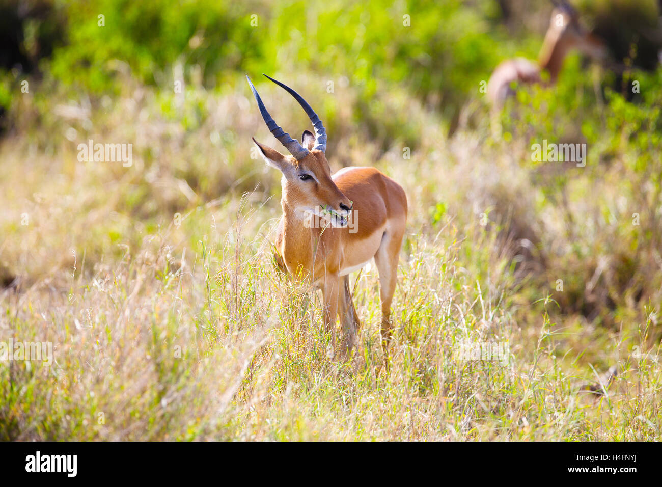 Gazelle eating in Serengeti Africa Stock Photo - Alamy