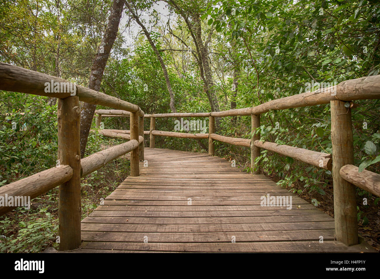 Summer wooden path with railing in park Stock Photo - Alamy