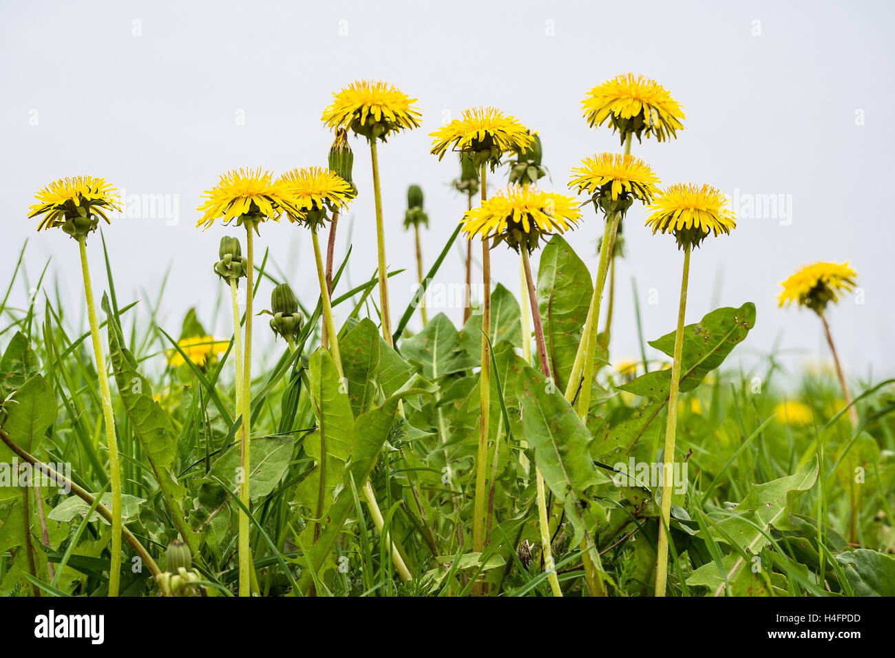Dandelion stalk hi-res stock photography and images - Alamy