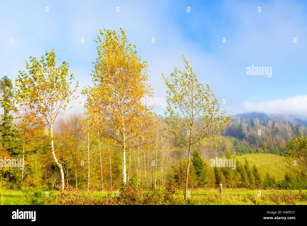 Birch sunny hi-res stock photography and images - Alamy
