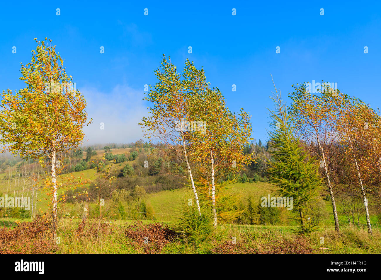 Russian birch trees hi-res stock photography and images - Alamy