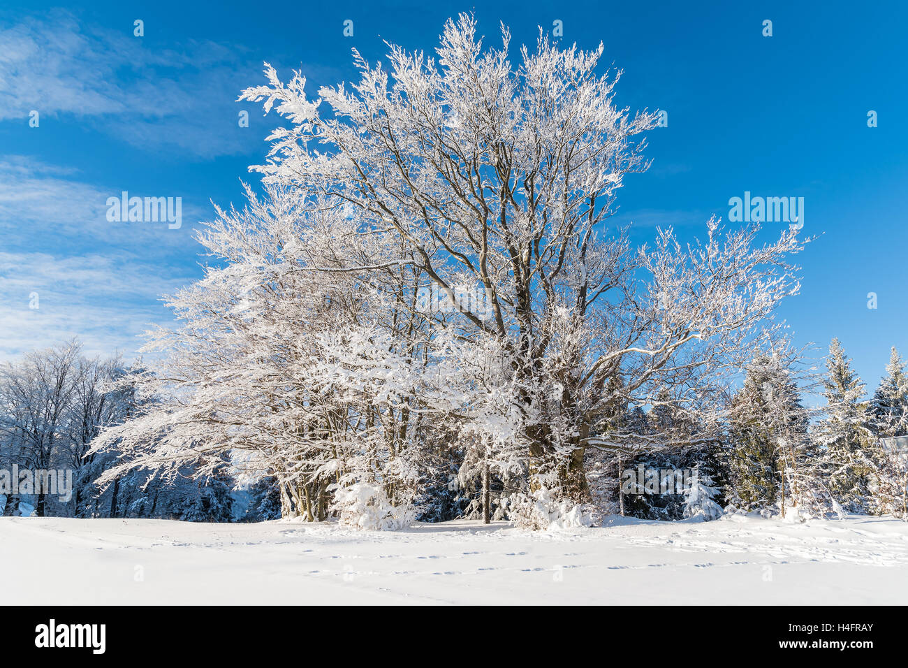 Blue sunny sky tree hi-res stock photography and images - Alamy