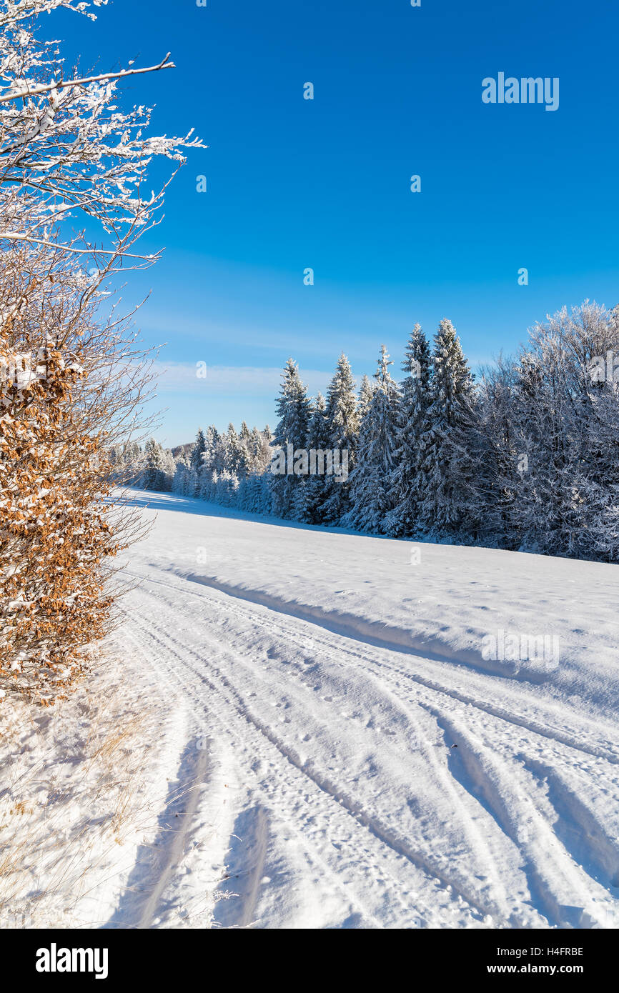 Poland road trees hi-res stock photography and images - Alamy