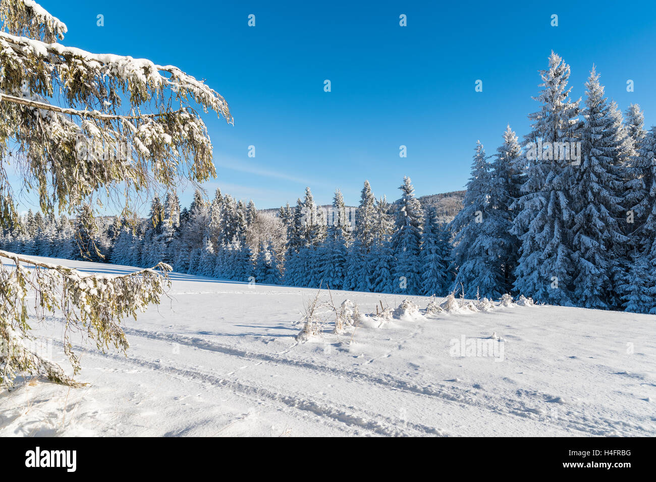 Winter trees covered with fresh snow in Beskid Sadecki Mountains ...