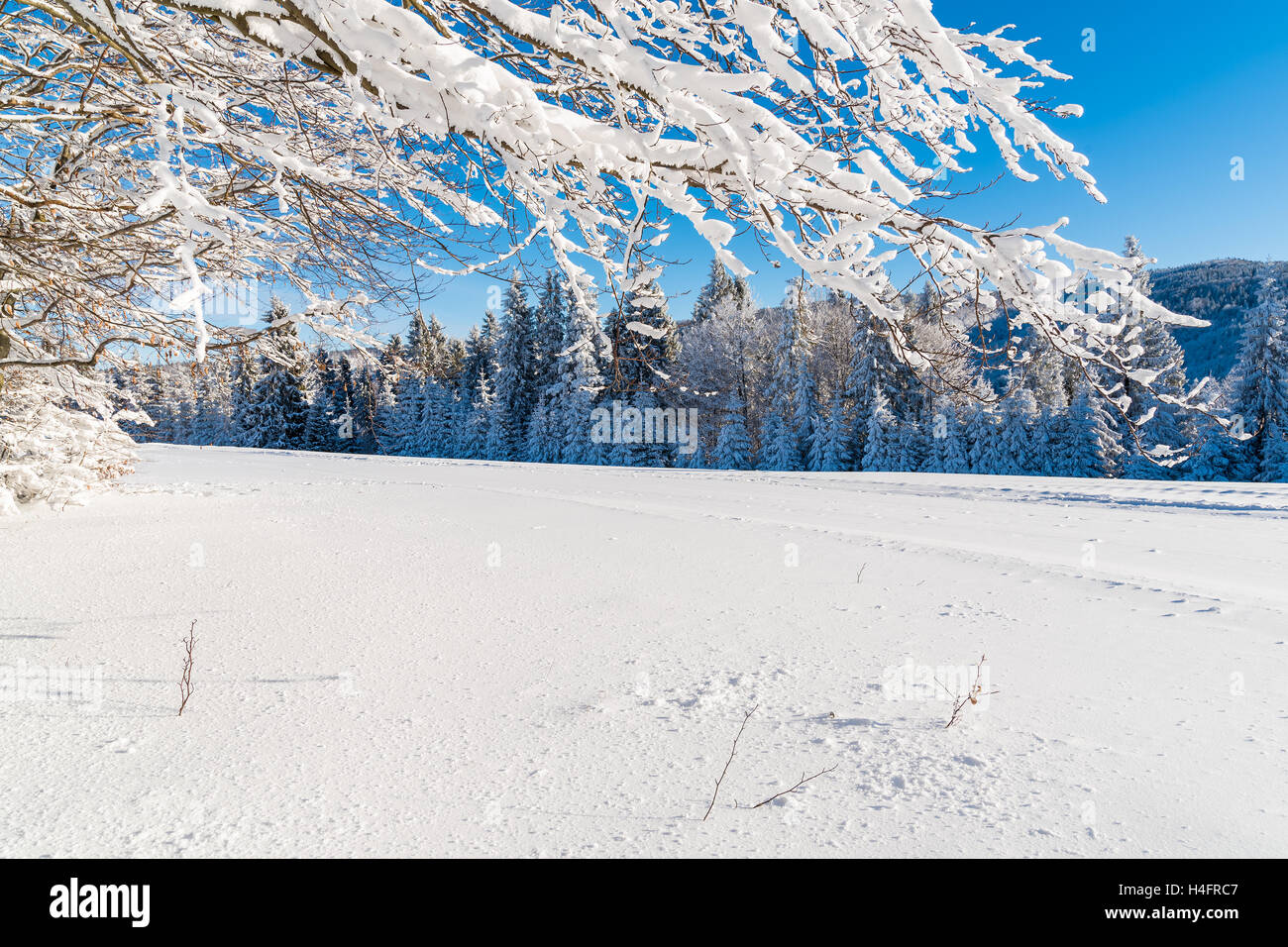 Poland tree mountain hi-res stock photography and images - Alamy