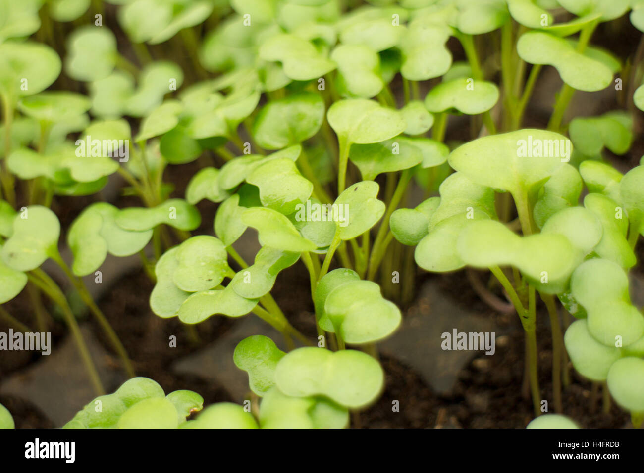 Green baby transplants, farm inspired Stock Photo - Alamy