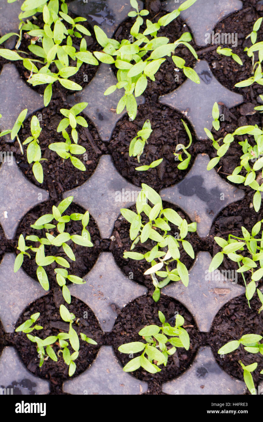 Baby plants hi-res stock photography and images - Alamy