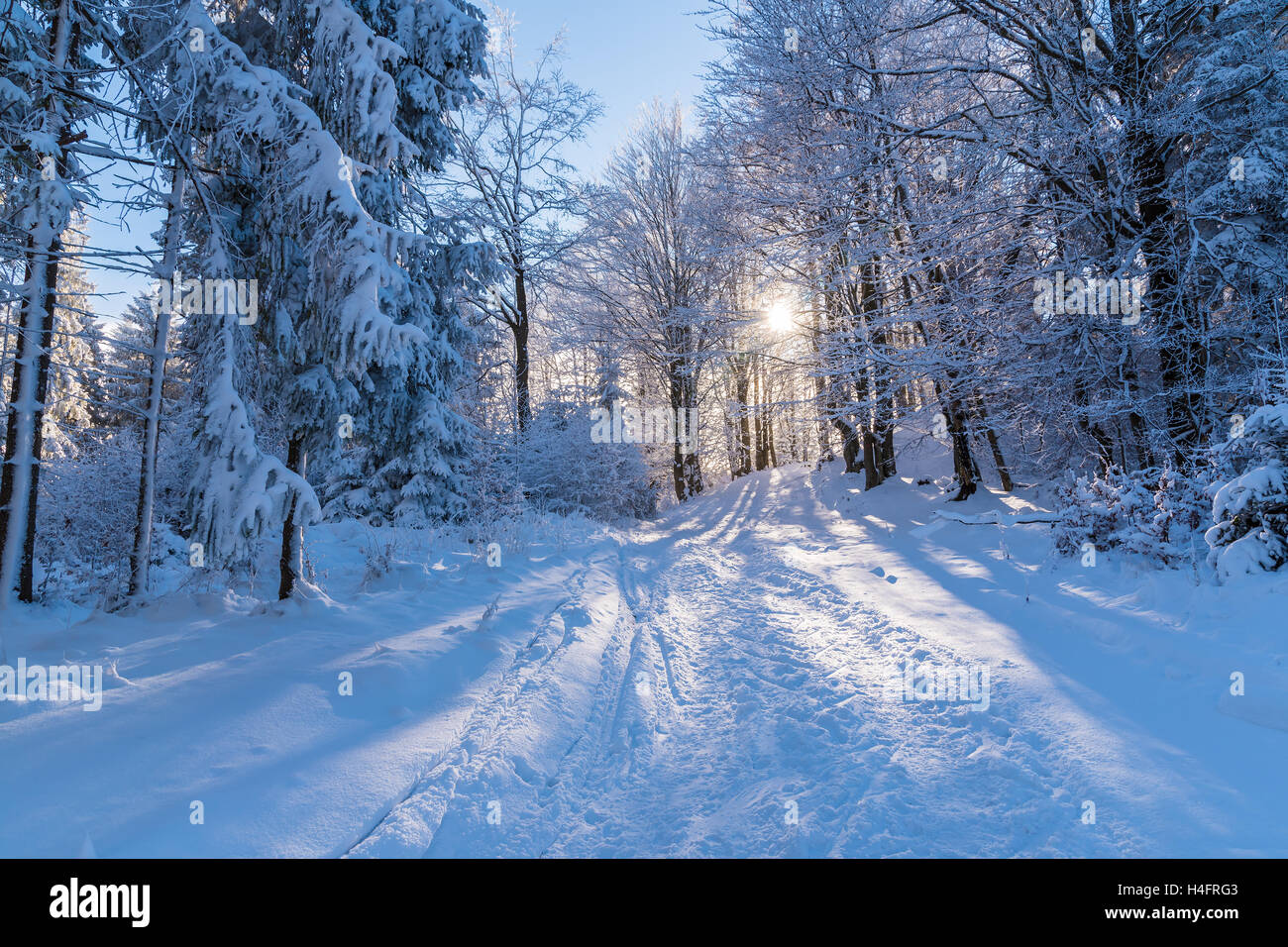 Snow covered path through trees with winter sun hi-res stock ...