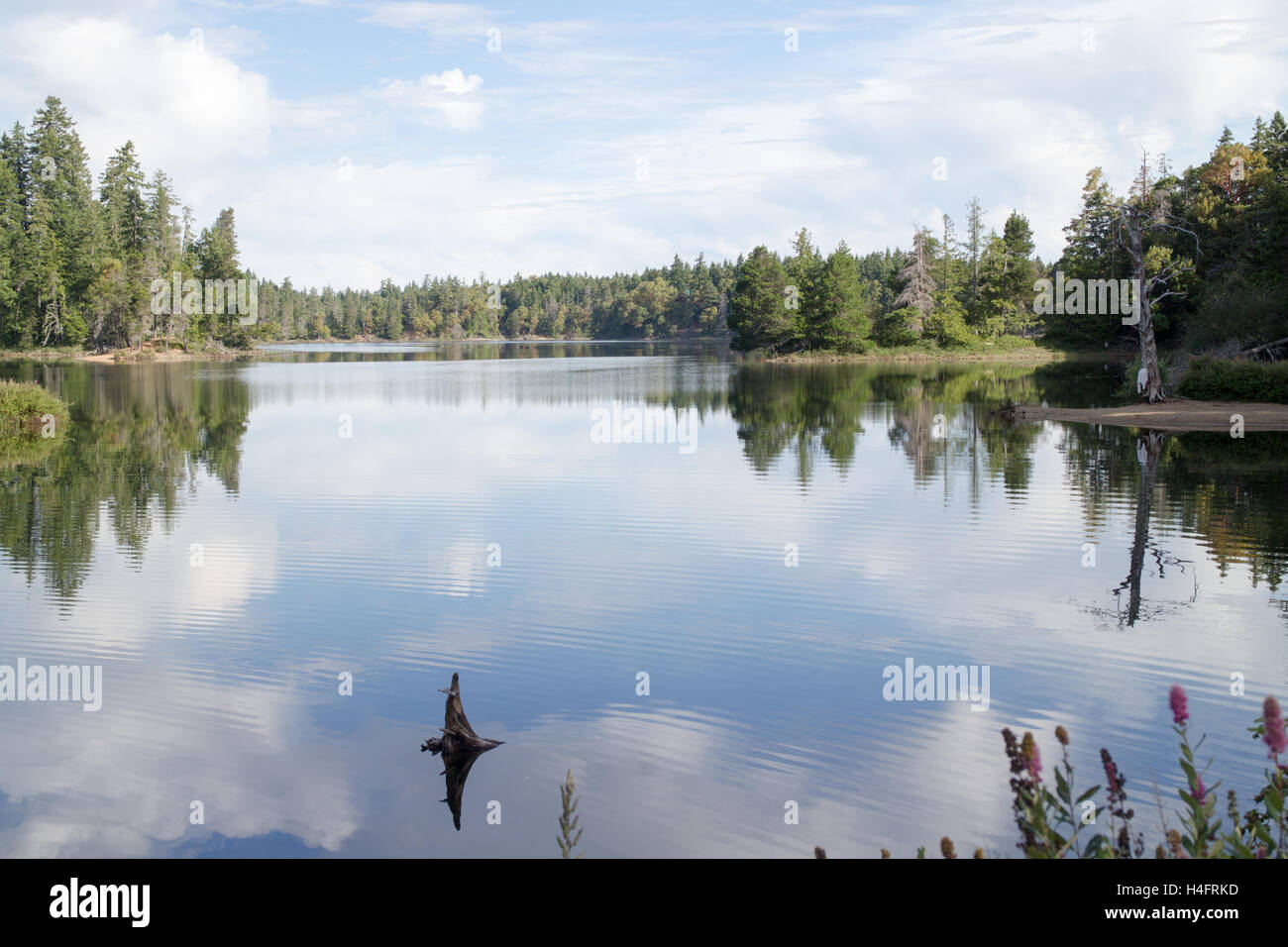 Looking long into Spider lake on Vancouver Island, nature inspiration ...