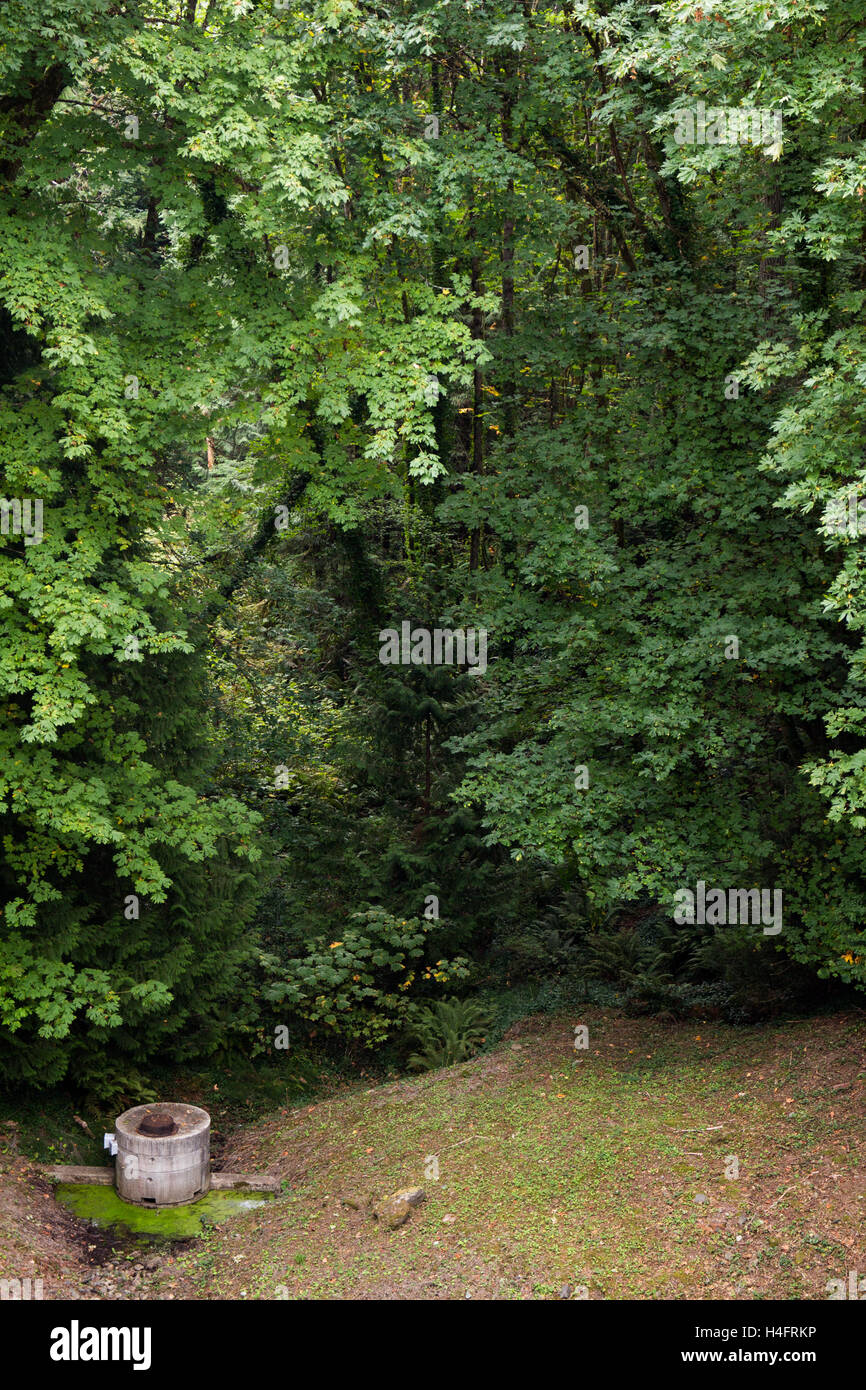 Portrait trees with a well at the bottom, nature with man, Vancouver ...