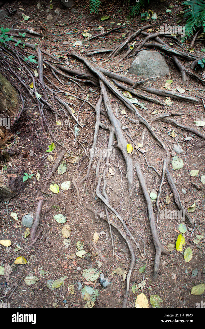 Tree roots coming out of the ground with fall leaves Stock Photo - Alamy