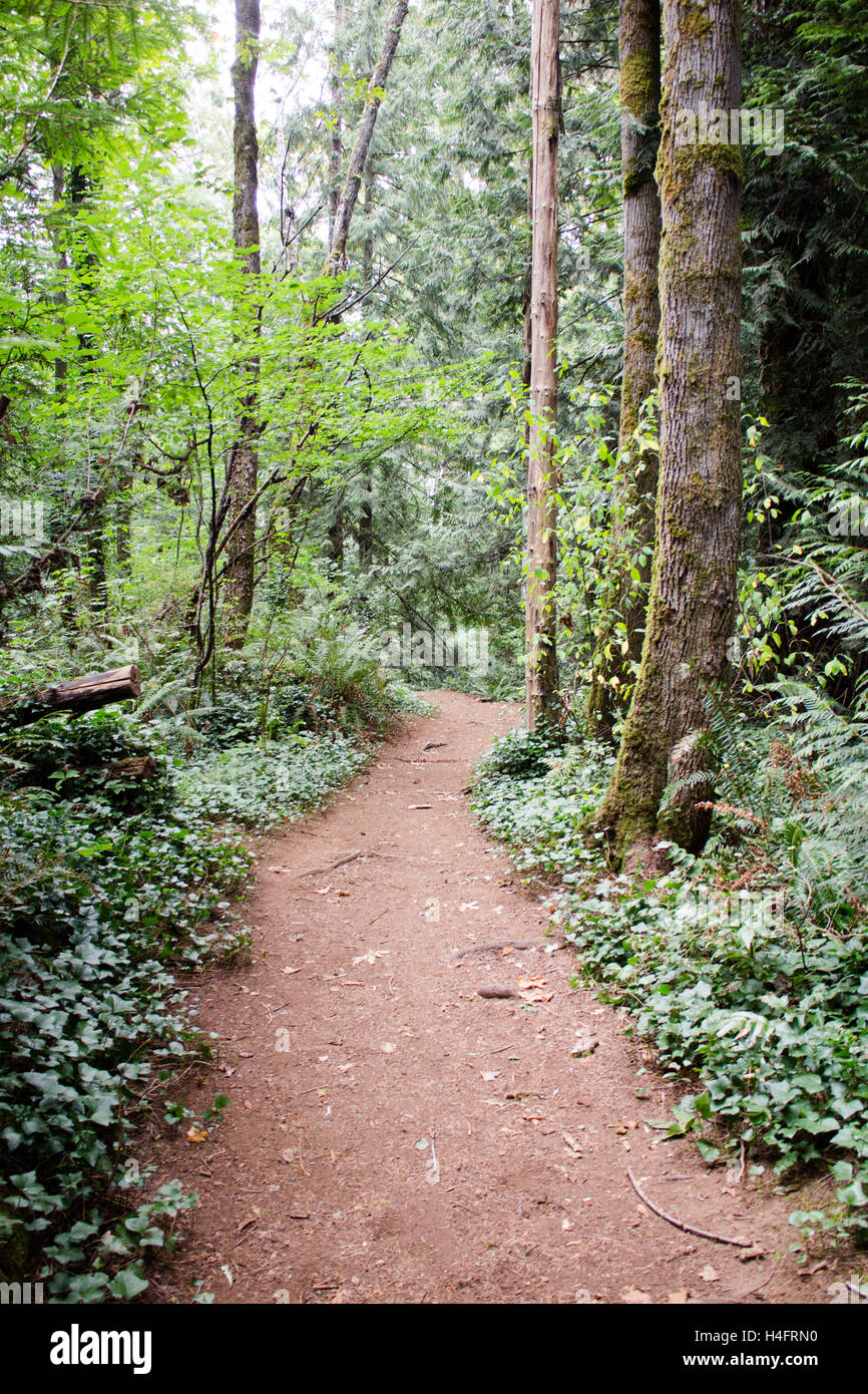 Canadian woods green trees hi-res stock photography and images - Alamy