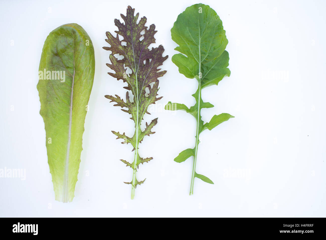 Long tall mixed greens - arugula, lettuce, mizuna, long stems, food ...