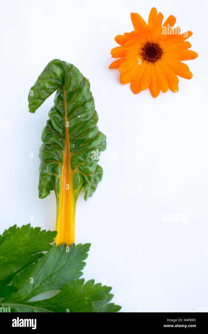 Fairy dream world on the edge for a forest - celery as the ground ...