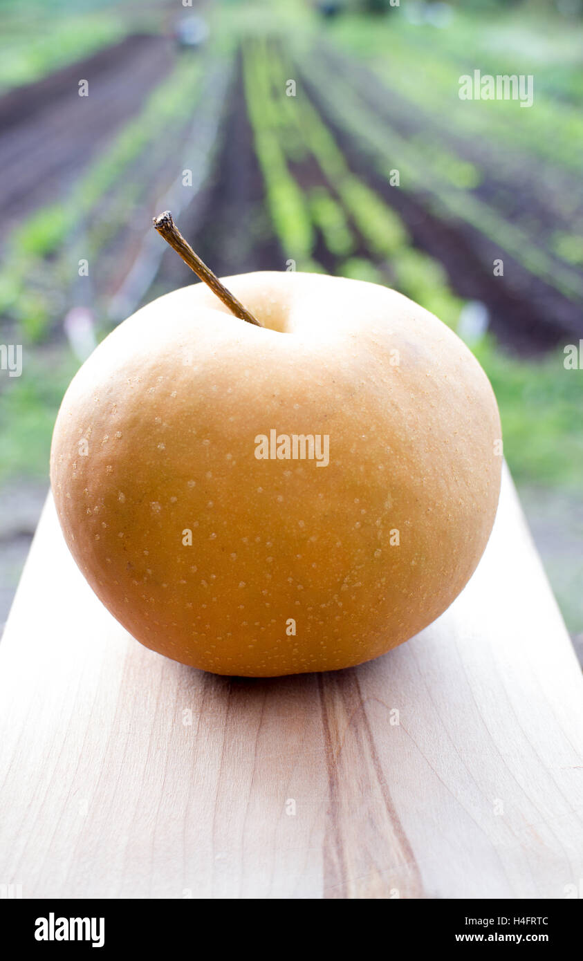 Side view of an Asian pear on a farm, food inspired, farm inspired ...