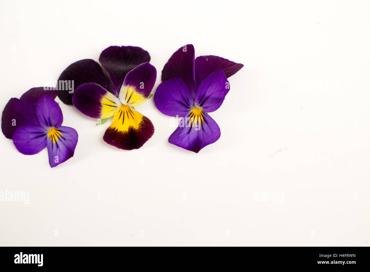 Pansy flowers that are edible to be used in the kitchen or add text ...