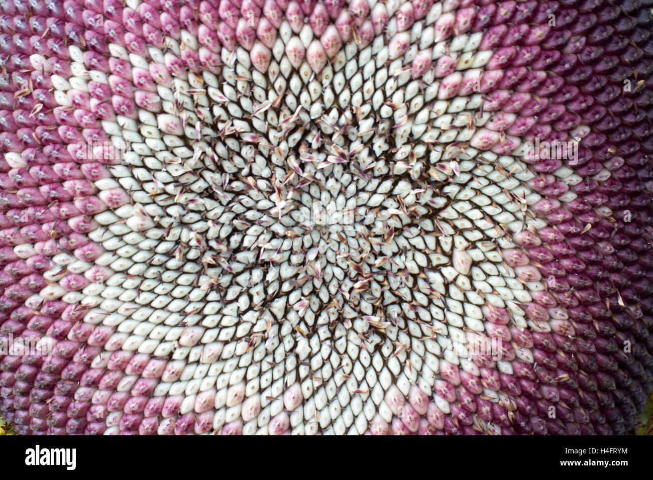 Shades of pink and white large sunflower, farm inspired Stock Photo - Alamy