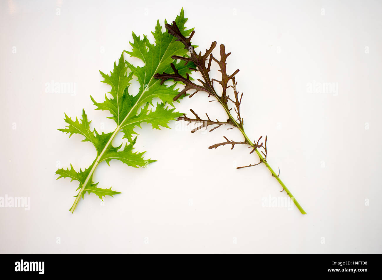 Asian mustards hi-res stock photography and images - Alamy