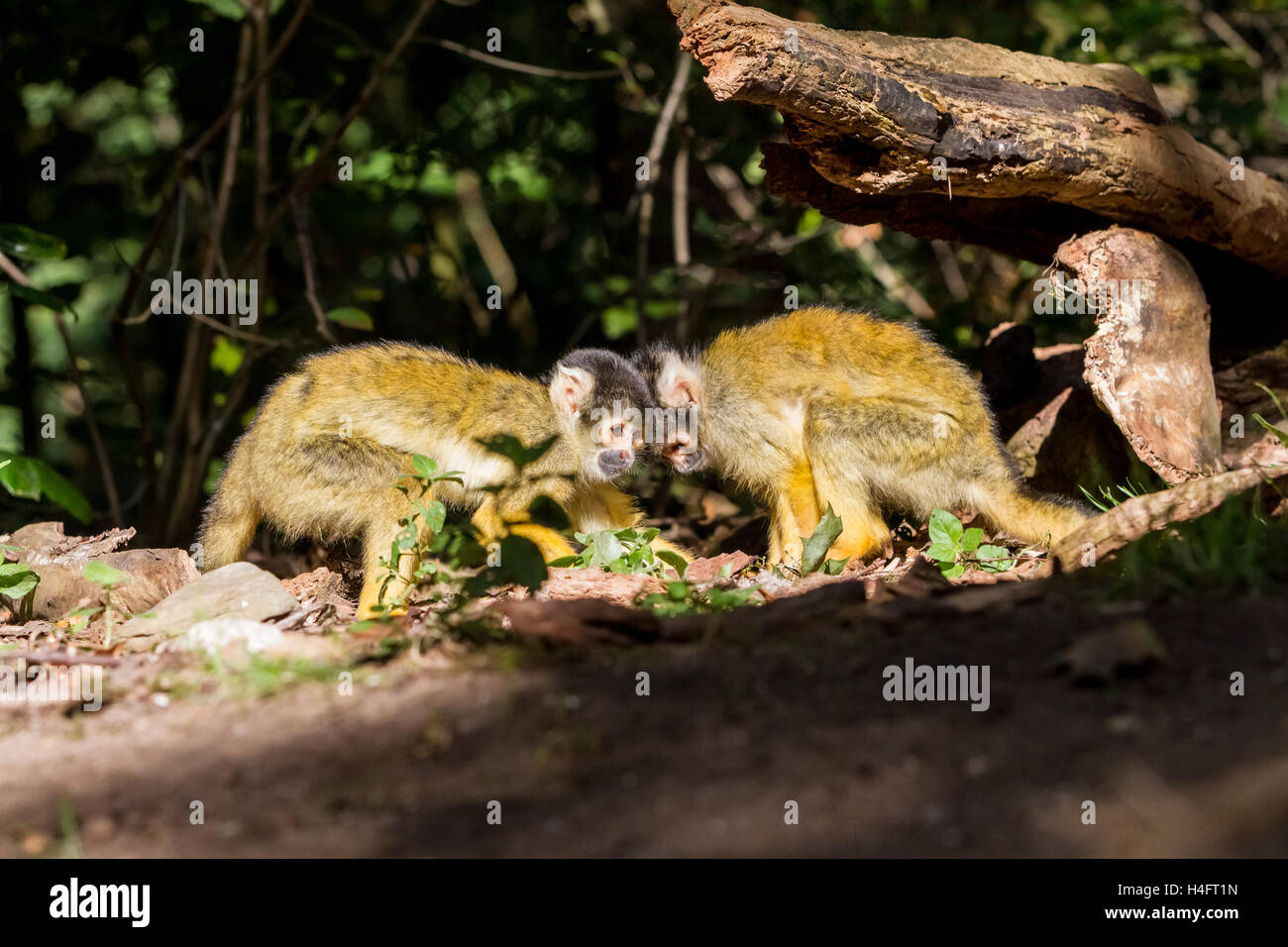 in the trees there are squirrel monkey Stock Photo - Alamy