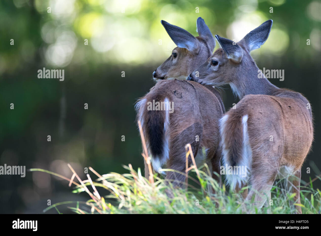 Sisters Shoulder to lean on Stock Photo - Alamy