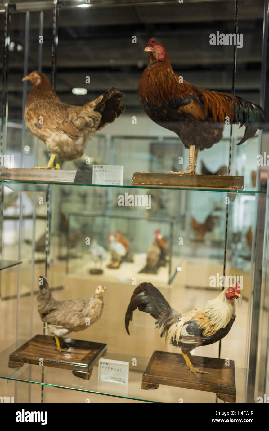 Food and Agriculture Museum, TOKYO UNIVERSITY OF AGRICULTURE, Setagaya ...