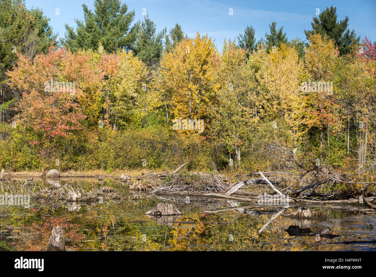An Autumn sunny day in Canada Stock Photo - Alamy