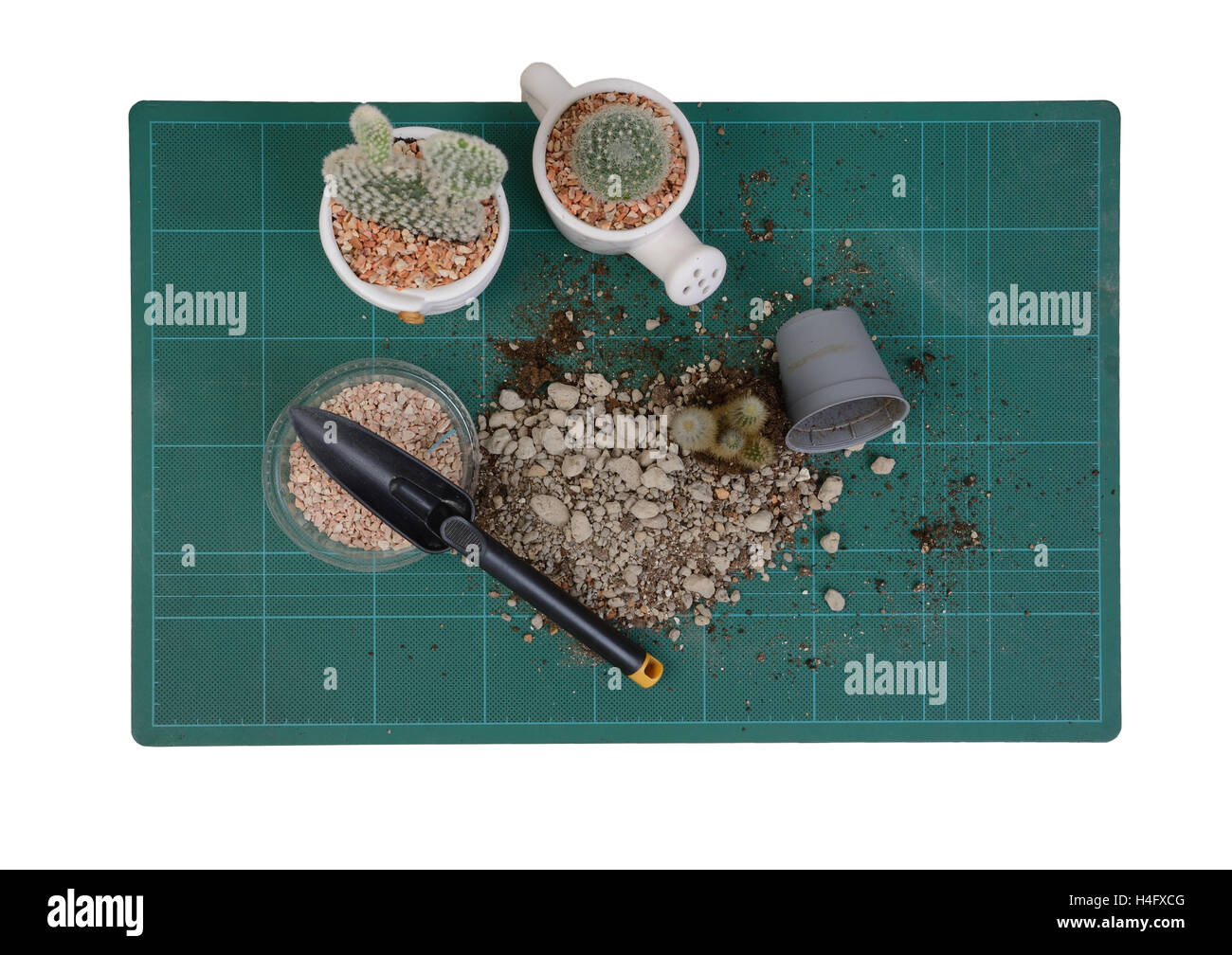 Top view of cactus and planting tools on green rubber plate Stock Photo ...