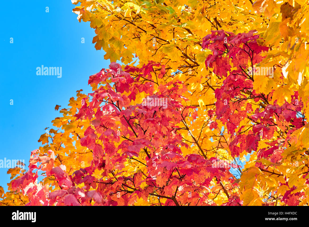 Golden, red, yellow and green maple leaves on a tree in front of the ...