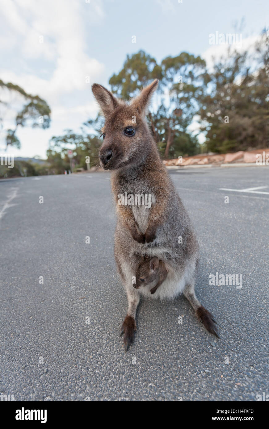 Bennet's wallaby with joey in the pouch portrait. Tasmania, Australia ...