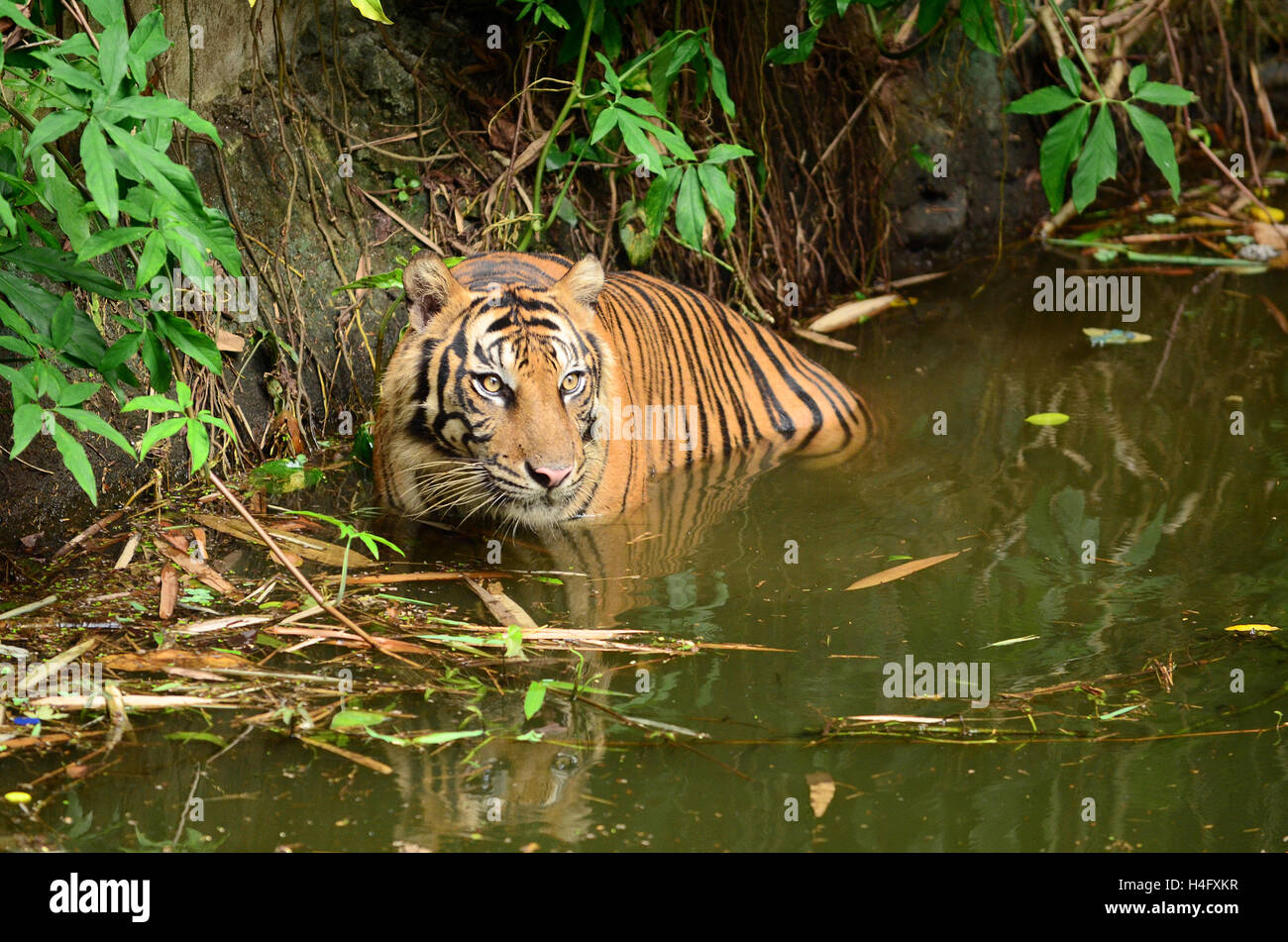 sumatera tiger, Panthera tigris sumatrae, Sumatran tiger living in Zoo ...