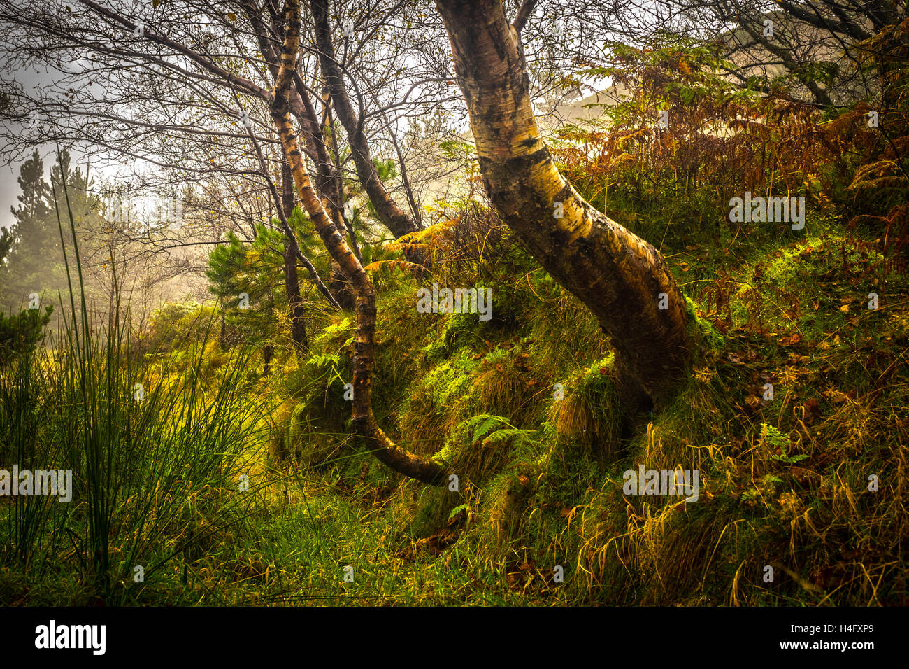 Magical silver birch trees on a glistening morning in the mist Stock ...