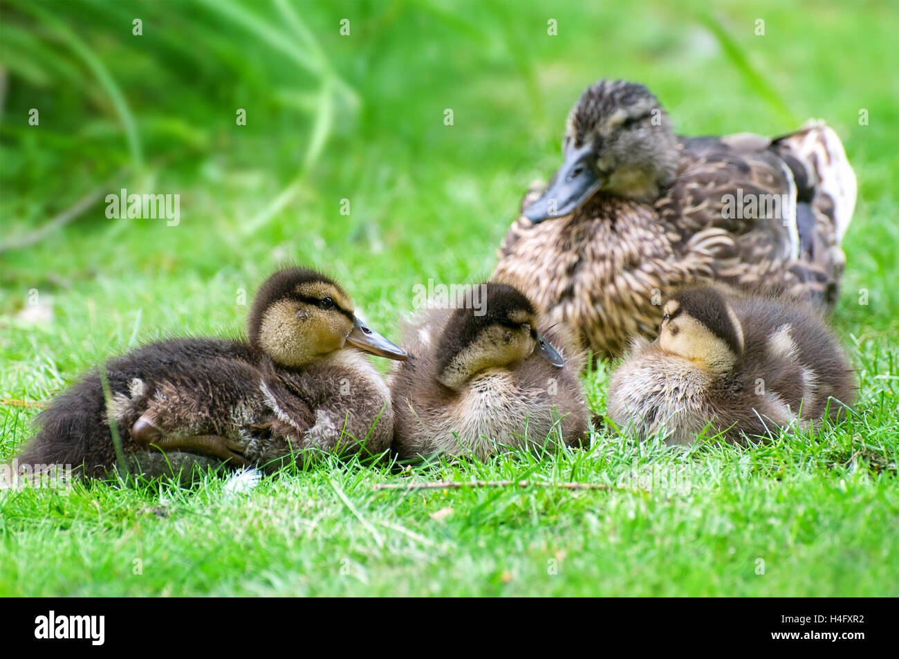 duck and little ducklings on the background of green vegetation Stock ...