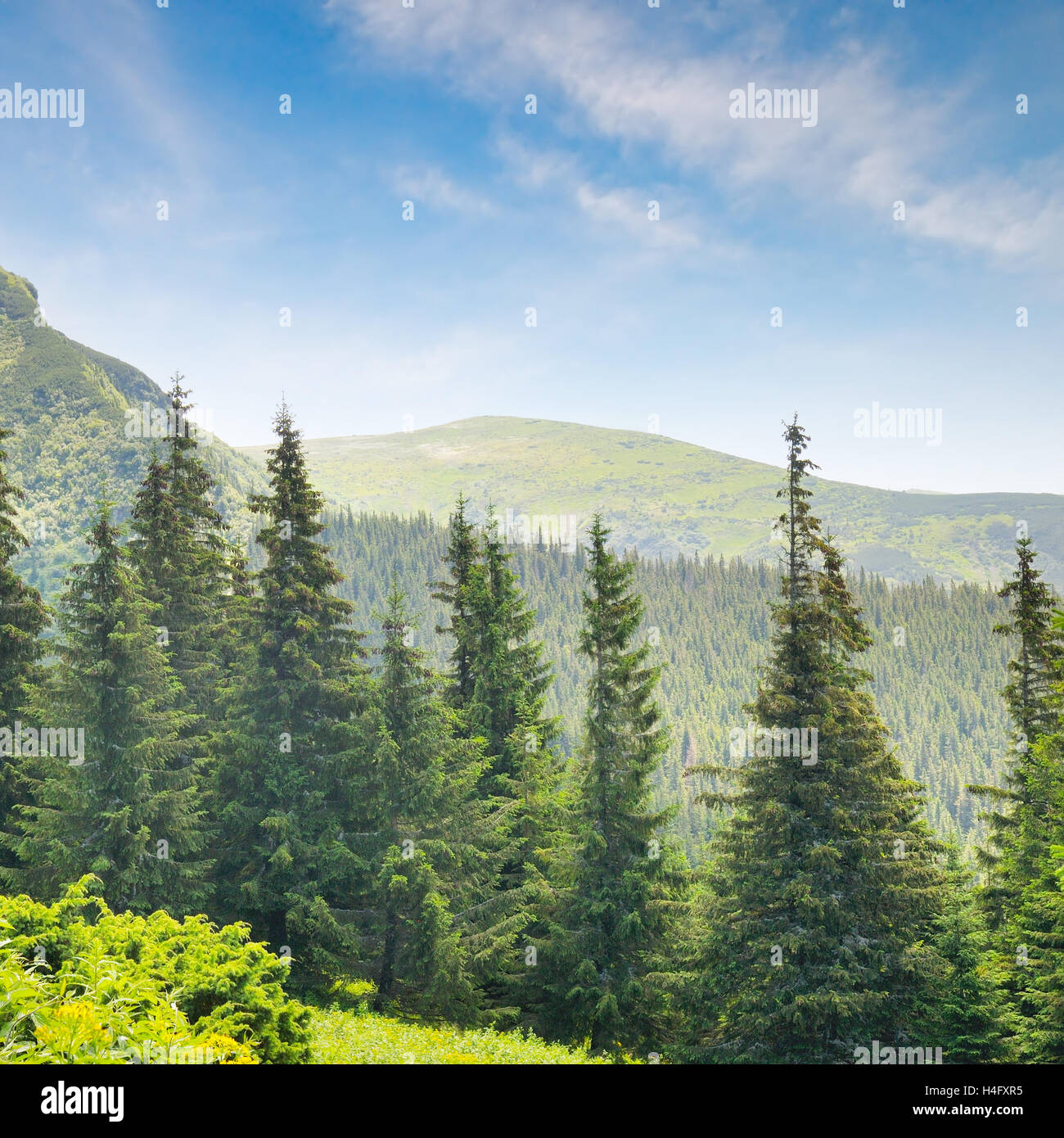 Sky tourism spruce hi-res stock photography and images - Alamy
