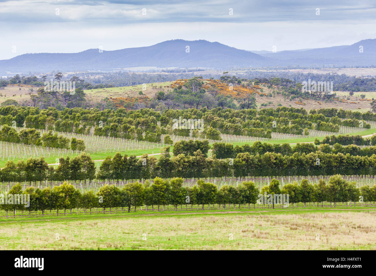 Vine rows in Devil's Corner winery, Apslawn, Tasmania, Australia Stock ...