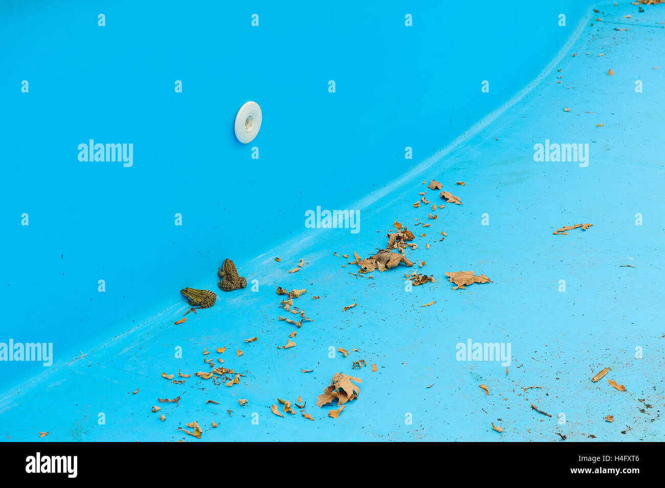 Frogs in swimming pool Stock Photo - Alamy