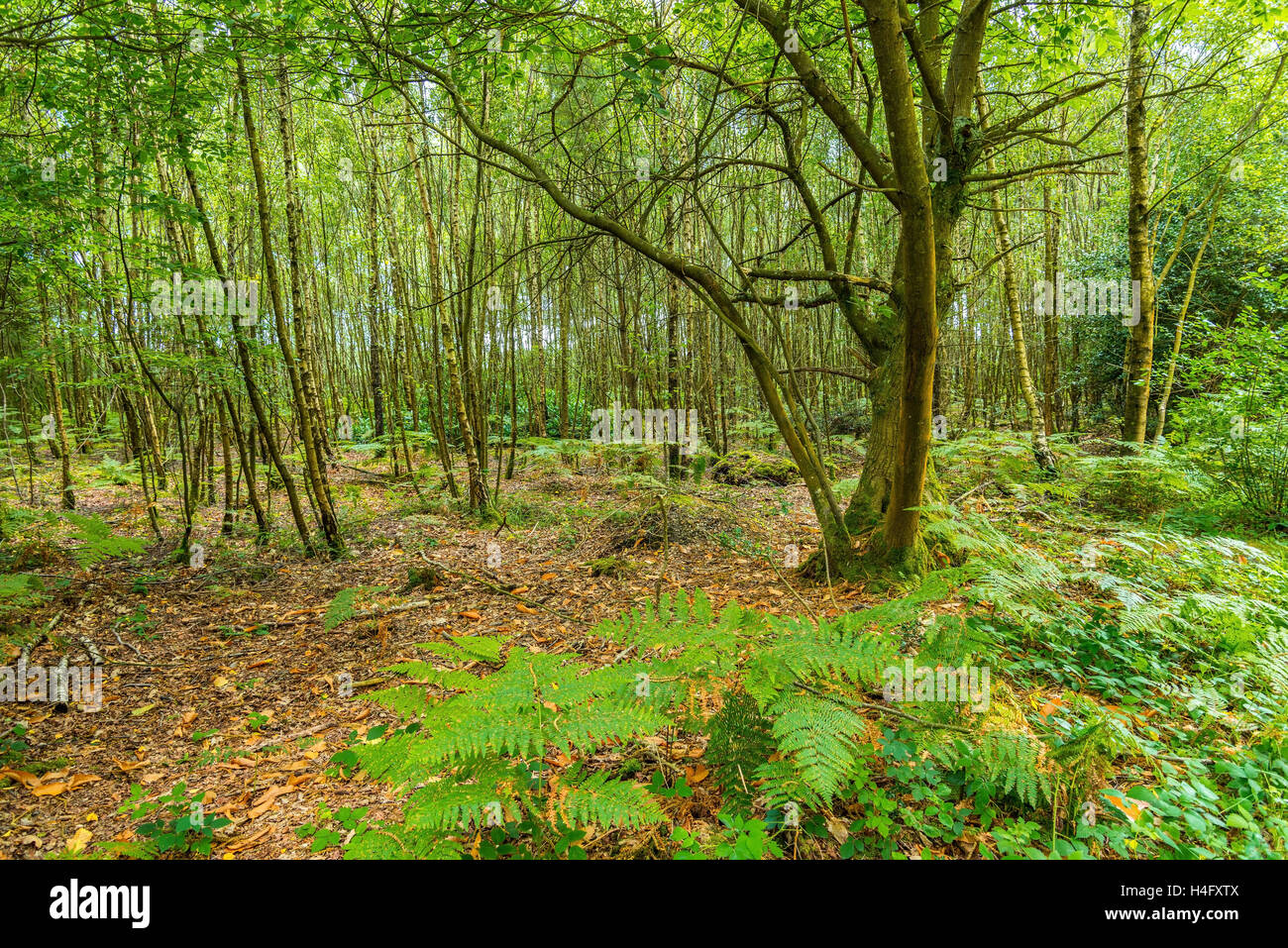 Botany leave woodland hi-res stock photography and images - Alamy