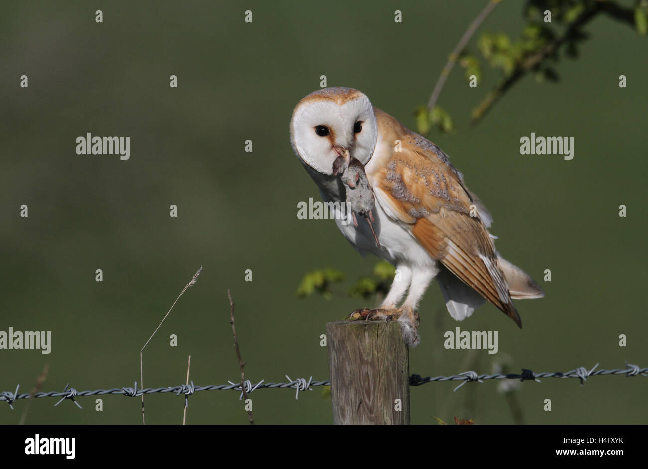 Barn Owl Eating