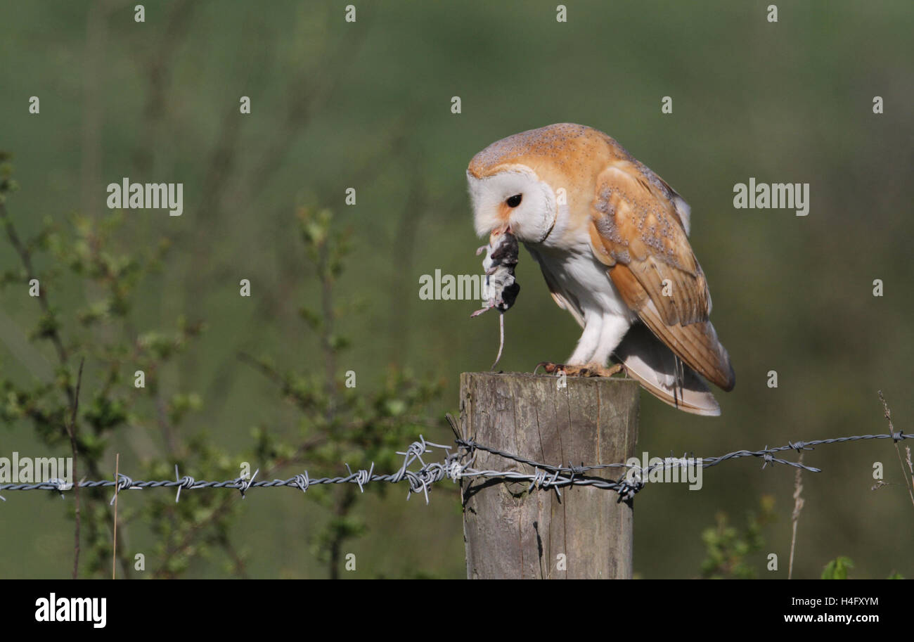 A Barn Owl (Tyto alba) eating a Water Shrew (Neomys fodiens Stock Photo ...
