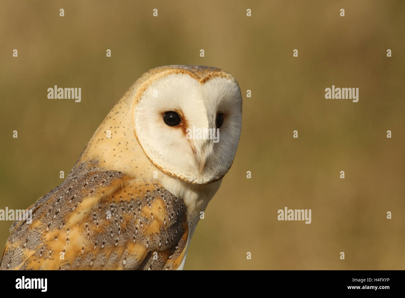 Head shot of a Hunting Barn Owl (Tyto alba) resting on a post looking ...