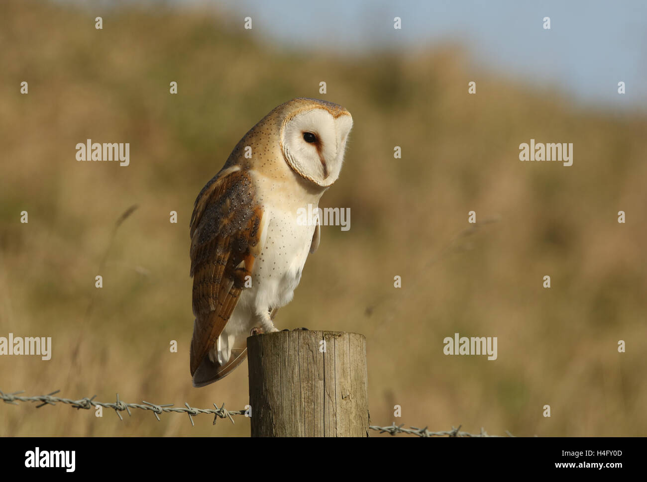 A Hunting Barn Owl (Tyto alba) resting on a post looking for Prey Stock ...