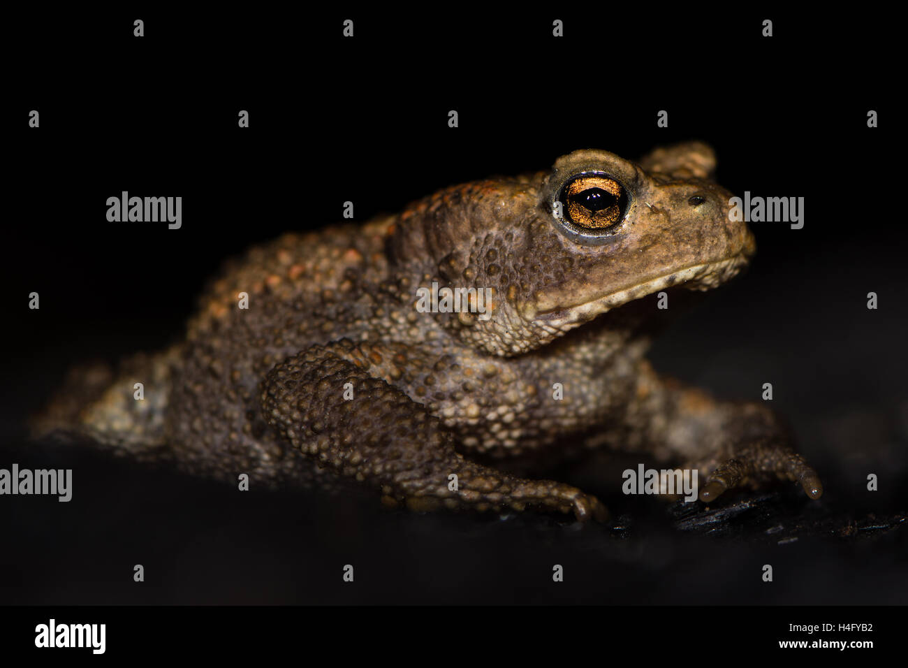 Juvenile common toad (Bufo bufo) against black background. Familiar ...